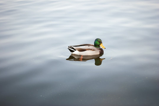 Papera Images – Browse 1,561 Stock Photos, Vectors, and Video | Adobe Stock