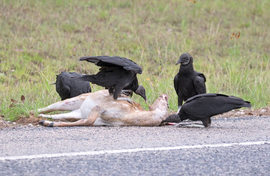 Roadkill Images – Browse 1,495 Stock Photos, Vectors, and Video | Adobe ...