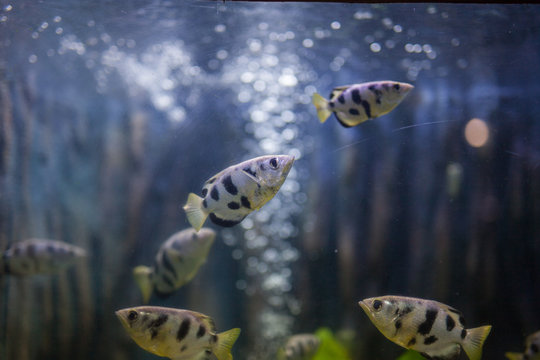 รูปภาพArcher-Fish – เลือกดูภาพถ่ายสต็อก เวกเตอร์ และวิดีโอ414 | Adobe Stock