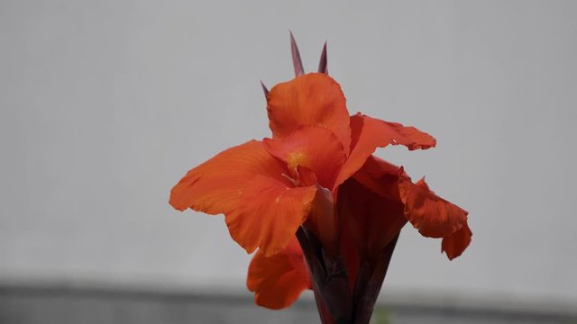 Garen Design Images – Browse 112 Stock Photos, Vectors, and Video ...