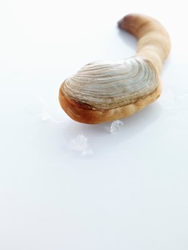 รูปภาพGeoduck – เลือกดูภาพถ่ายสต็อก เวกเตอร์ และวิดีโอ633 | Adobe Stock