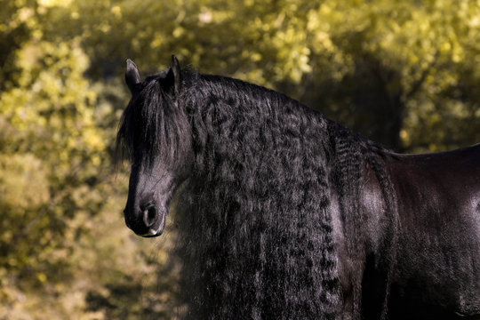 Friese Bilder – Durchsuchen 27,264 Archivfotos, Vektorgrafiken und ...