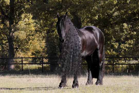 รูปภาพFriesenpferd – เลือกดูภาพถ่ายสต็อก เวกเตอร์ และวิดีโอ139 | Adobe ...