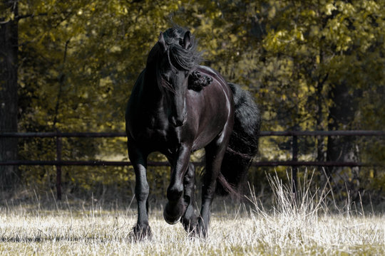 「Friese」の画像 - 1,483 件の Stock 写真、ベクターおよびビデオ | Adobe Stock