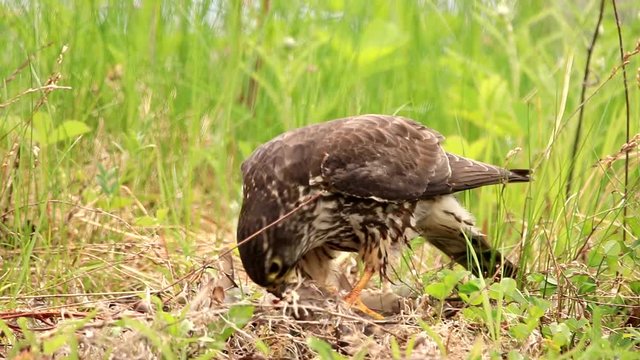 Merlin Bird Images – Browse 1,271 Stock Photos, Vectors, and Video ...