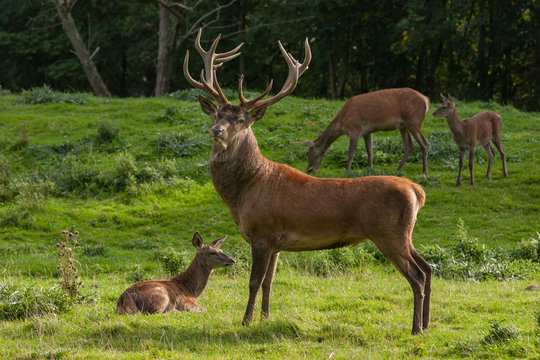 Imagens de Rothirsch – Explore Fotografias do Stock, Vetores e Vídeos ...