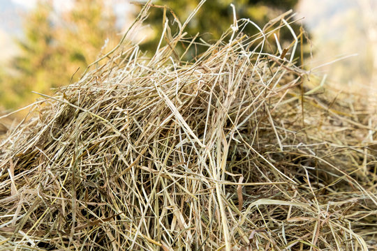 รูปภาพBallone – เลือกดูภาพถ่ายสต็อก เวกเตอร์ และวิดีโอ487 | Adobe Stock