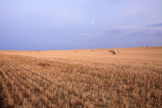 รูปภาพRastrojo – เลือกดูภาพถ่ายสต็อก เวกเตอร์ และวิดีโอ227 | Adobe Stock
