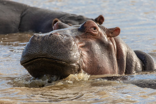 รูปภาพNilpferd – เลือกดูภาพถ่ายสต็อก เวกเตอร์ และวิดีโอ2,529 | Adobe Stock
