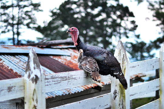 Chompipe Images – Browse 8 Stock Photos, Vectors, and Video | Adobe Stock