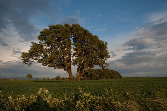 "Valley Oak" Images – Browse 199 Stock Photos, Vectors, and Video ...