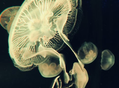 Méduser - Images et vidéos libres de droits | Adobe Stock