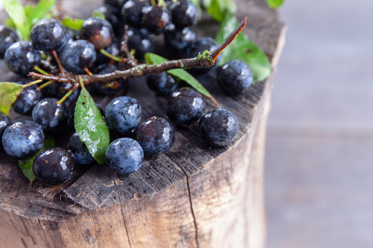 「Endrinas」の写真素材 | 43件の無料イラスト画像 | Adobe Stock