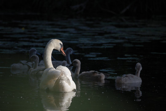 รูปภาพCygnus – เลือกดูภาพถ่ายสต็อก เวกเตอร์ และวิดีโอ432,514 | Adobe Stock