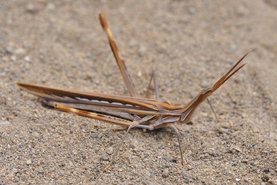 Slant-Faced bilder – Bläddra bland 119 stockfoton, vektorer och videor ...