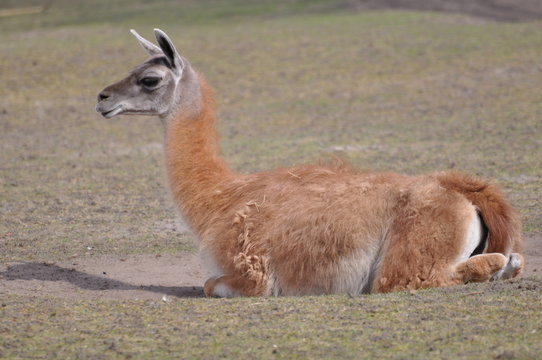 Guanako Billeder – Gennemse 14,422 stockfotos, vektorer og videoer ...