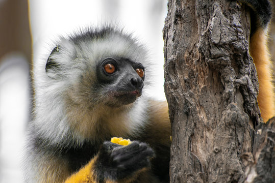 รูปภาพSimpona – เลือกดูภาพถ่ายสต็อก เวกเตอร์ และวิดีโอ64 | Adobe Stock