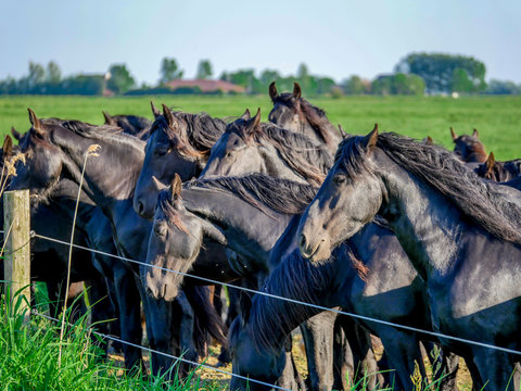 Frizian Images – Browse 50 Stock Photos, Vectors, and Video | Adobe Stock