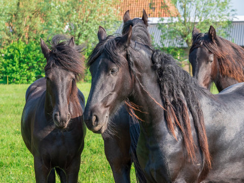 Frizian Images – Browse 50 Stock Photos, Vectors, and Video | Adobe Stock