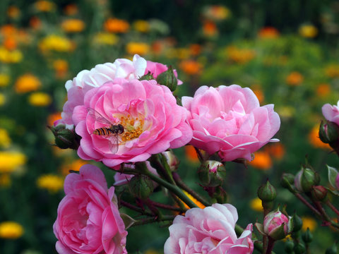 รูปภาพBuschrosen – เลือกดูภาพถ่ายสต็อก เวกเตอร์ และวิดีโอ156 | Adobe Stock