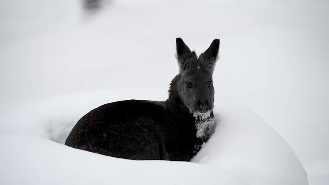 "Musk Deer" Images – Browse 672 Stock Photos, Vectors, and Video ...