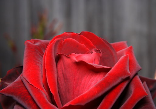 Dark Red Rose Flowers Pics | Best Flower Site