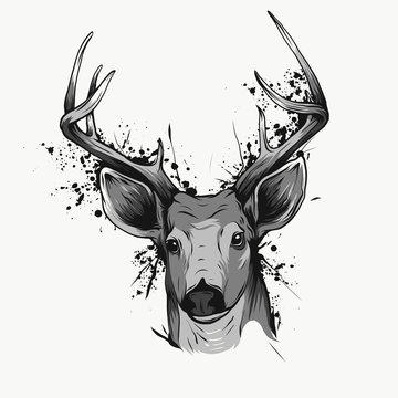 Whitetail Buck Head Drawing