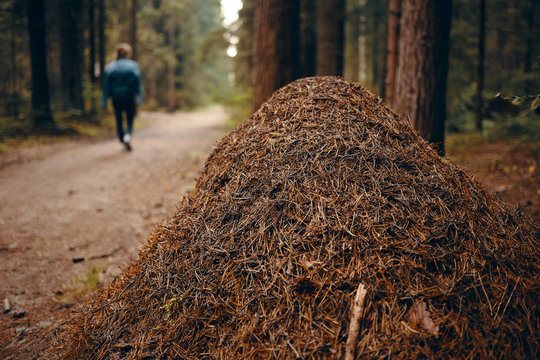 Ant-Hill Images – Browse 31,322 Stock Photos, Vectors, and Video ...