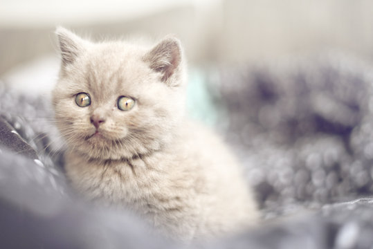 Babykatze Imagens – Procure 1,569 fotos, vetores e vídeos | Adobe Stock
