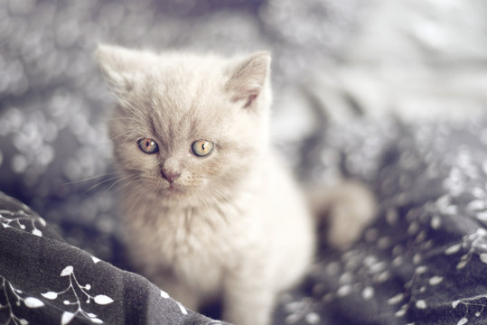 Babykatze bilder – Bläddra bland 1,685 stockfoton, vektorer och videor ...