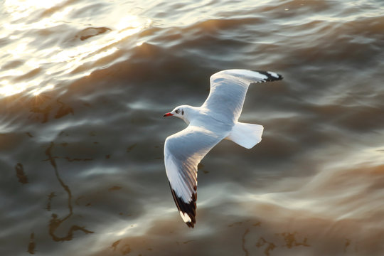 Seagull Flying Top View Images – Browse 27,336 Stock Photos, Vectors ...