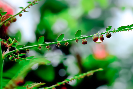 Tamalaki Bilder – Durchsuchen 65 Archivfotos, Vektorgrafiken und Videos ...