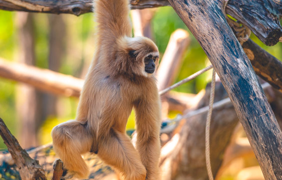 รูปภาพLar – เลือกดูภาพถ่ายสต็อก เวกเตอร์ และวิดีโอ4,942 | Adobe Stock