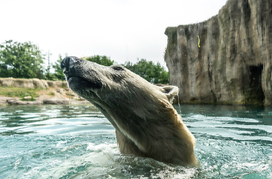 รูปภาพHypercarnivorous – เลือกดูภาพถ่ายสต็อก เวกเตอร์ และวิดีโอ368 ...