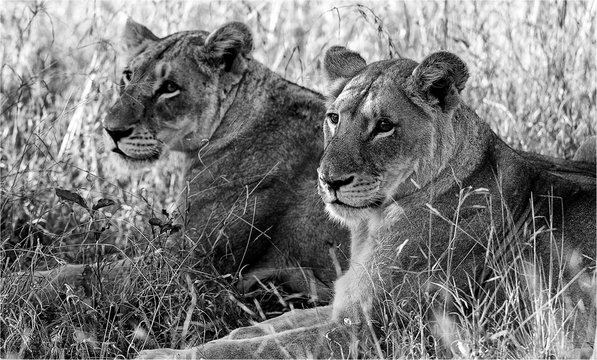 Leonesse Images – Browse 95 Stock Photos, Vectors, and Video | Adobe Stock