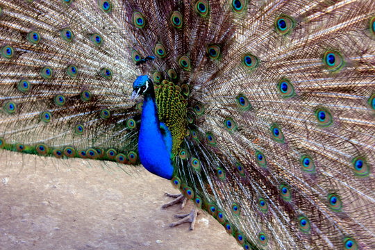 「Pavlin」の写真素材 | 90件の無料イラスト画像 | Adobe Stock