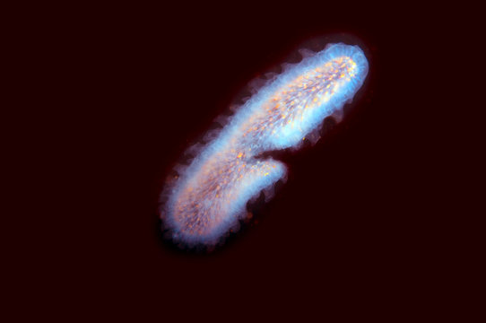 「Pyrosomida」の写真素材 | 12件の無料イラスト画像 | Adobe Stock