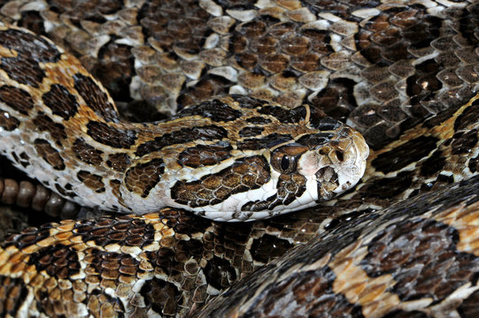 Viperidae Images – Browse 41 Stock Photos, Vectors, and Video | Adobe Stock
