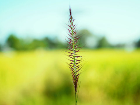 รูปภาพFolwer – เลือกดูภาพถ่ายสต็อก เวกเตอร์ และวิดีโอ235 | Adobe Stock