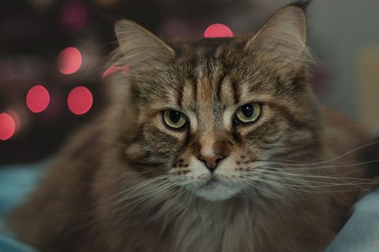 Imagens de Majkun – Explore Fotografias do Stock, Vetores e Vídeos de ...