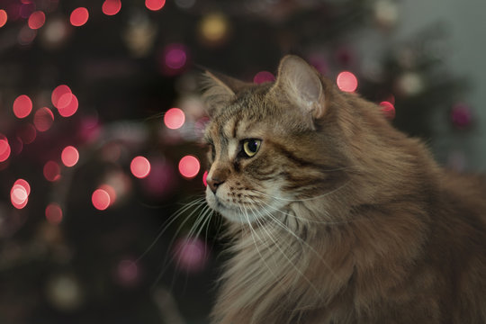 Majkun bilder – Bläddra bland 12 stockfoton, vektorer och videor ...