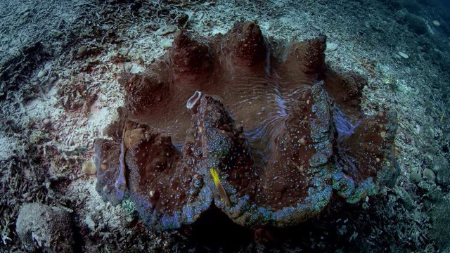 "Dead Coral Reef" Images – Browse 110 Stock Photos, Vectors, and Video ...