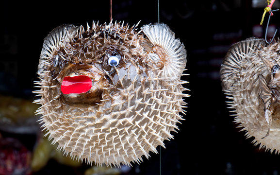 Balloon-Fish Images – Browse 60 Stock Photos, Vectors, and Video ...