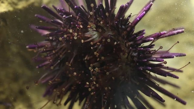 Imagens de Echinozoa – Explore Fotografias do Stock, Vetores e Vídeos ...