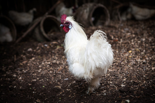 รูปภาพFrizzle – เลือกดูภาพถ่ายสต็อก เวกเตอร์ และวิดีโอ21,364 | Adobe Stock