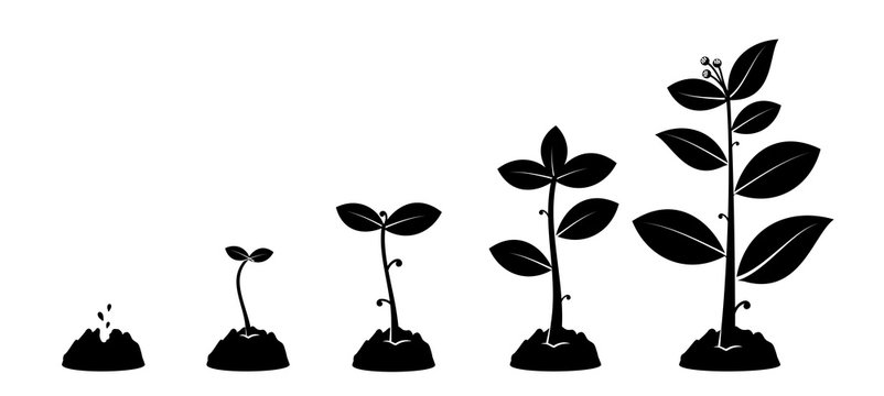 Sprouting Seed Clipart Black