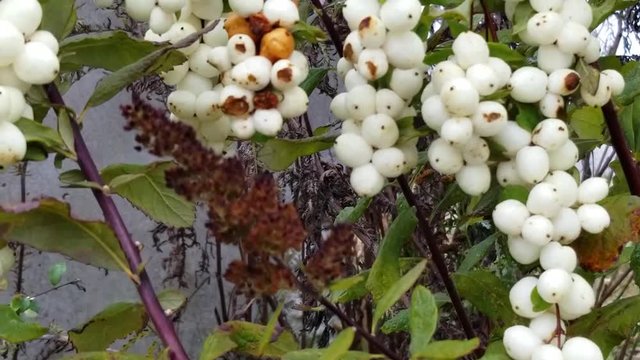 Snowberry 影像 – 瀏覽 5,054 個素材庫相片、向量圖和影片 | Adobe Stock