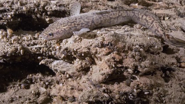 Quappe Bilder – Durchsuchen 7,268 Archivfotos, Vektorgrafiken und ...