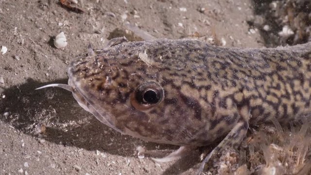 Quappe Bilder – Durchsuchen 6,907 Archivfotos, Vektorgrafiken und ...