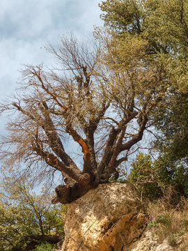「Verdaille」の写真素材 | 40件の無料イラスト画像 | Adobe Stock